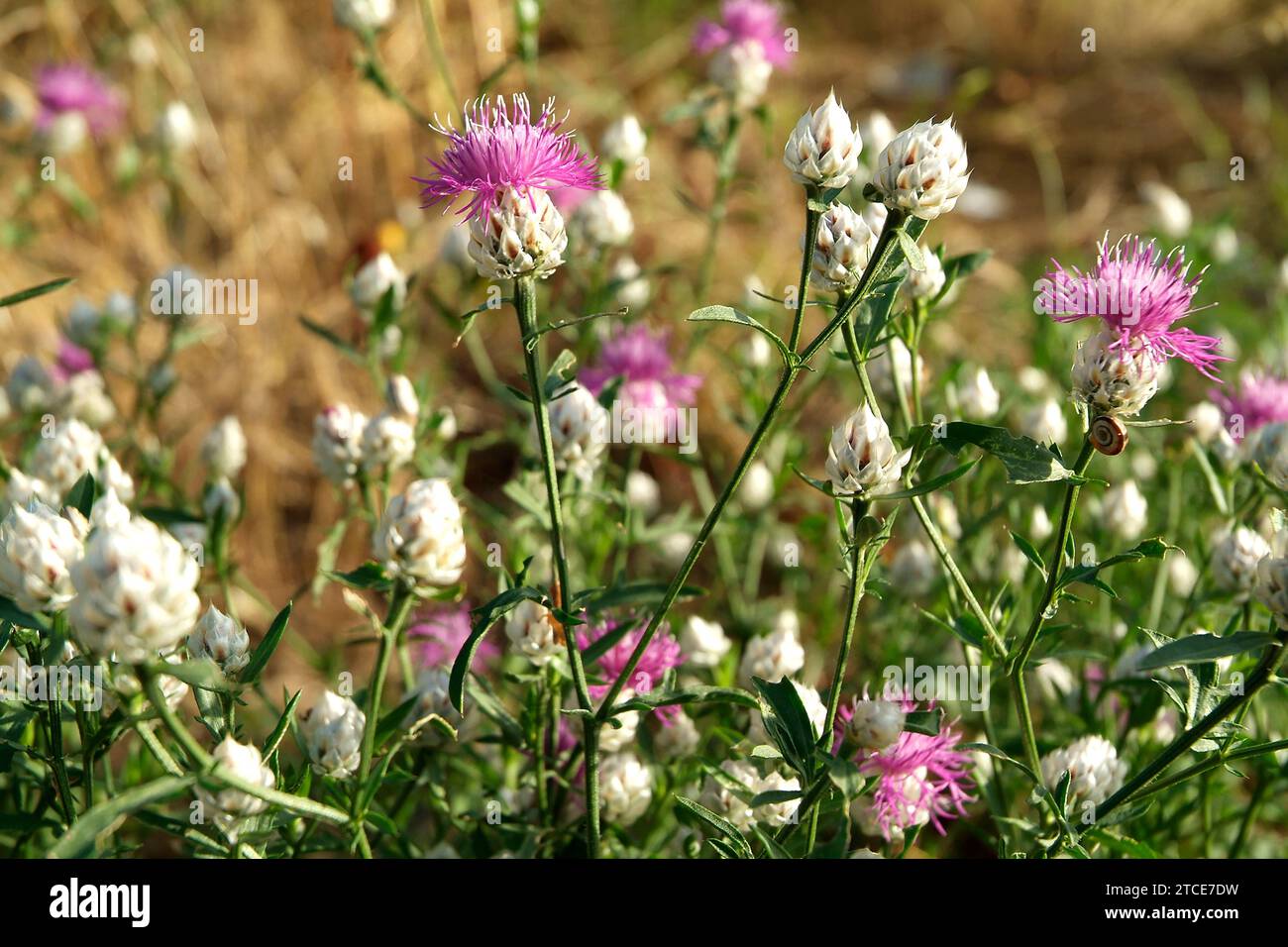 Centaurea deusta is a medicinal perennial plant native to eastern ...