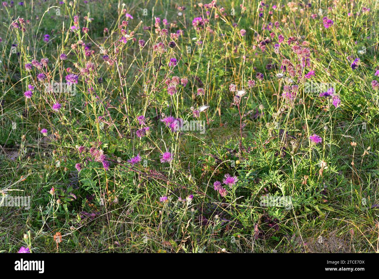Greater knapweed (Centaurea scabiosa) is a perennial plant native to ...