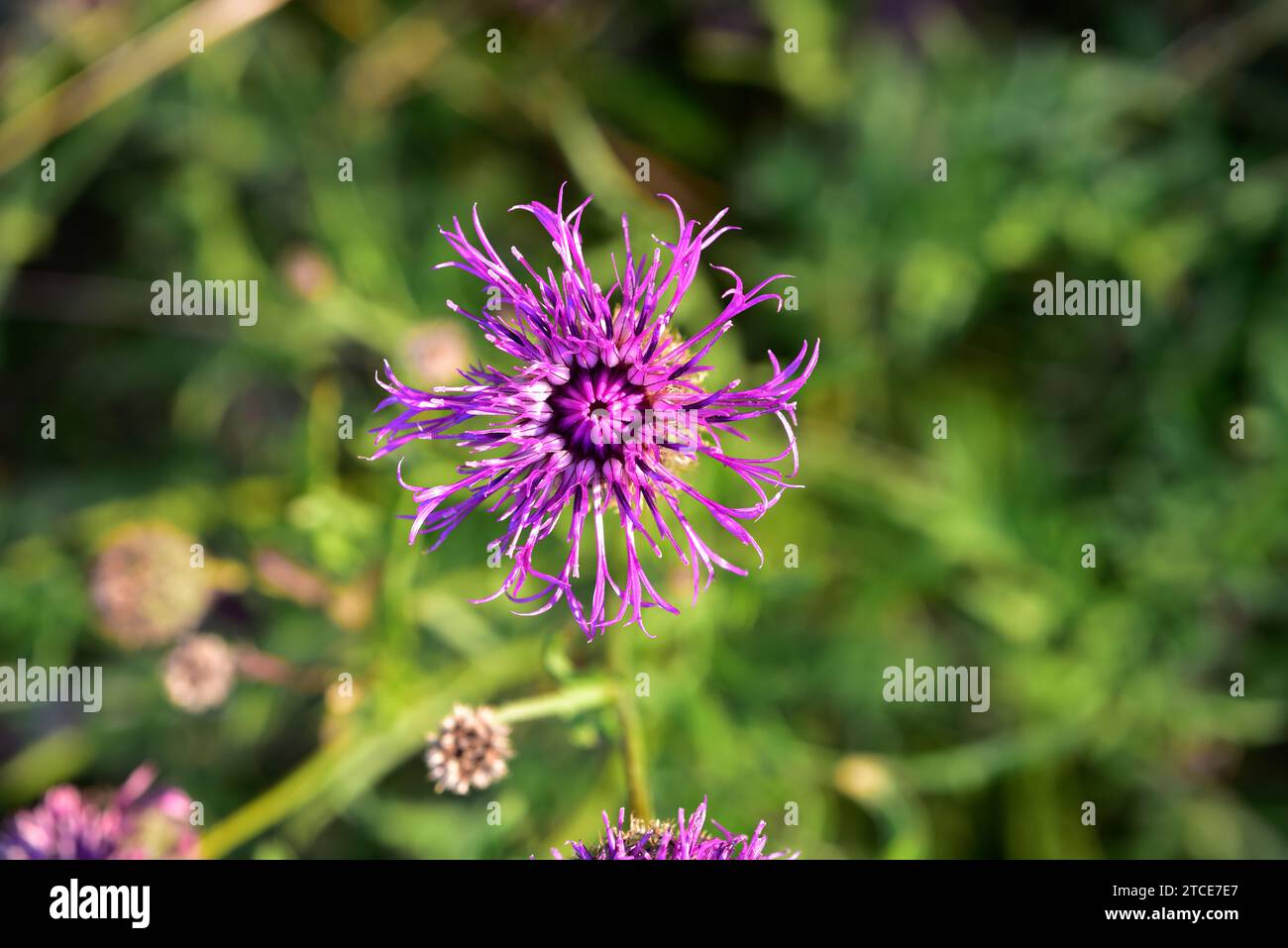 Greater knapweed (Centaurea scabiosa) is a perennial plant native to ...
