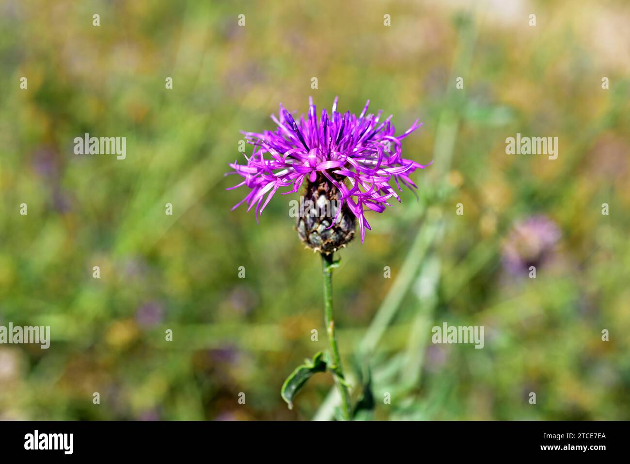 Greater knapweed (Centaurea scabiosa) is a perennial plant native to ...