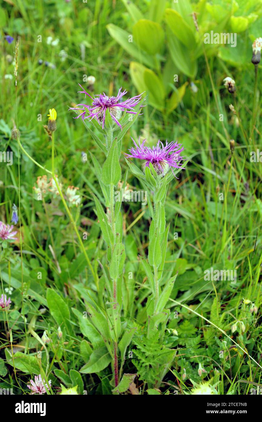 Singleflower inapweed (Centaurea uniflora) is a perennial herb native ...