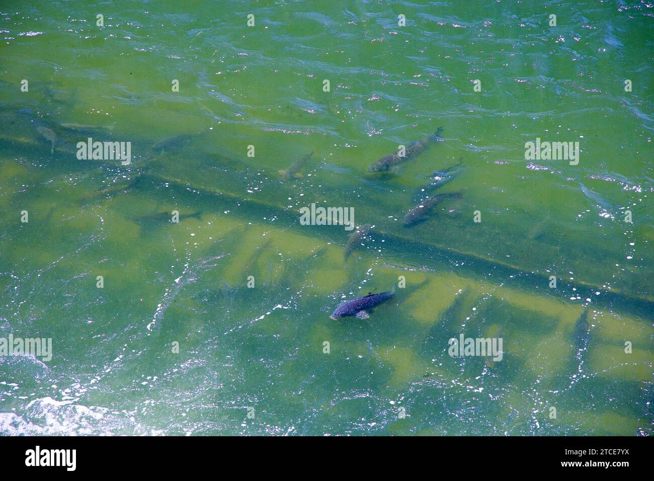 Glimpses of fish near the surface of Jungnang Stream create a tranquil ...