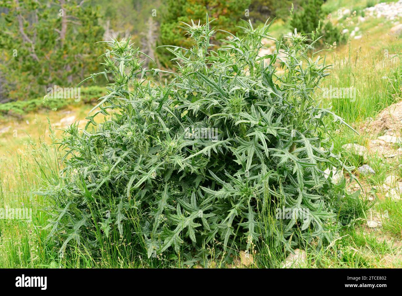 Common thistle (Cirsium vulgare) is a biennial or perennial plant ...