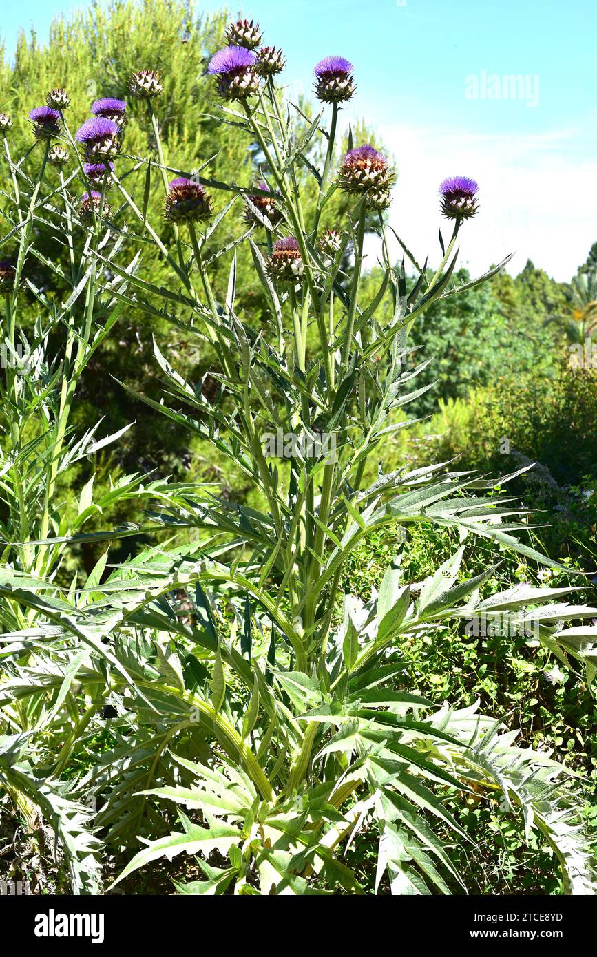 Cardoon (Cynara cardunculus) is a perennial plant cultivated for its ...