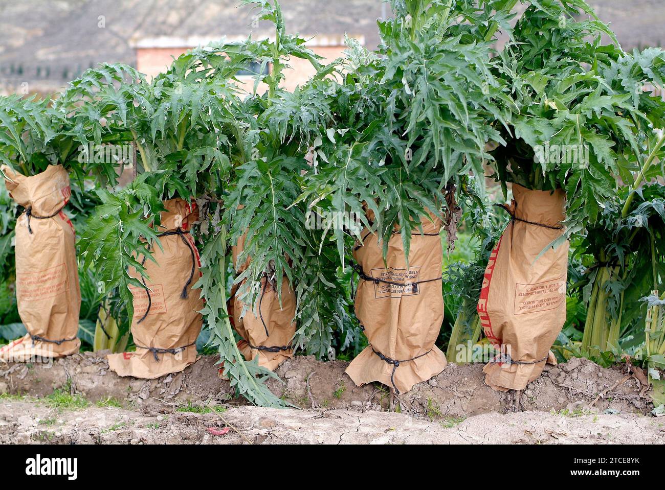 Cardoon (Cynara cardunculus) is a perennial plant cultivated for its ...
