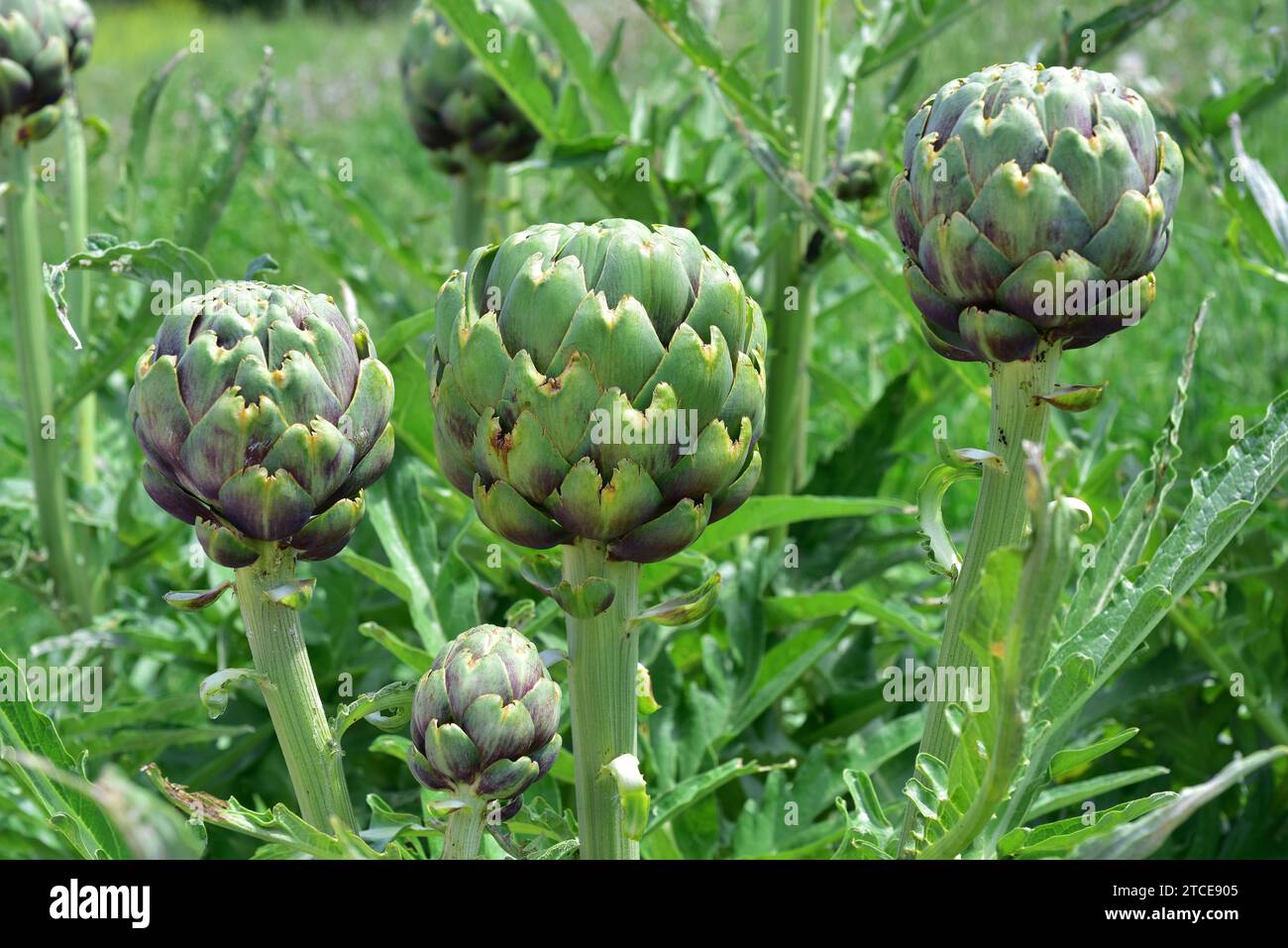 Cynara Scolymus Plant at Eileen Crofts blog