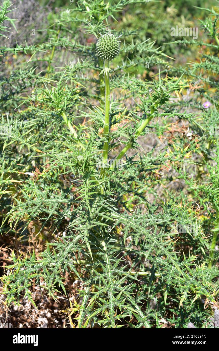 Echinops spinosissimus is a perennial plant native to southeastern ...