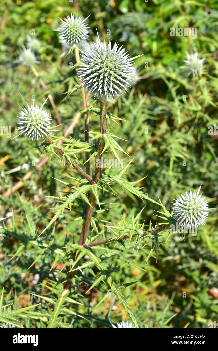 Echinops spinosissimus is a perennial plant native to southeastern ...