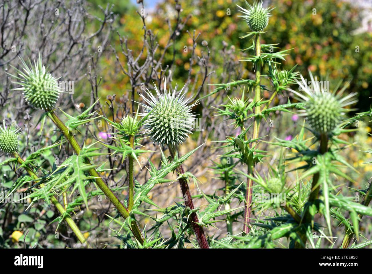 Echinops spinosissimus is a perennial plant native to southeastern ...