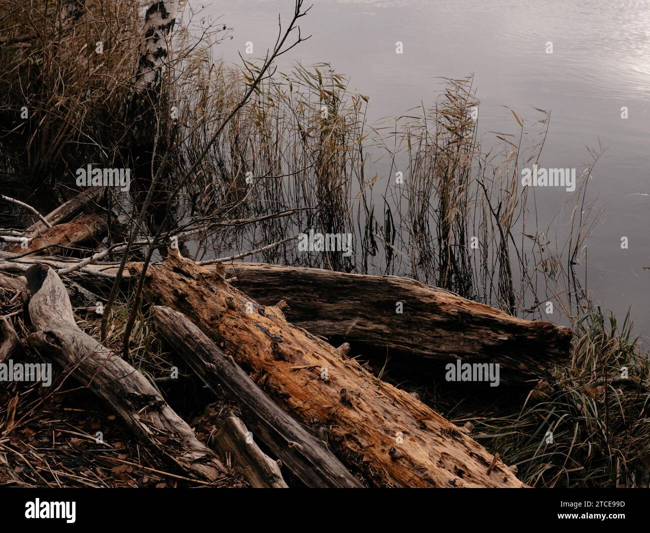 wet rotten tree logs lying near by the river scary fairy tale Stock ...