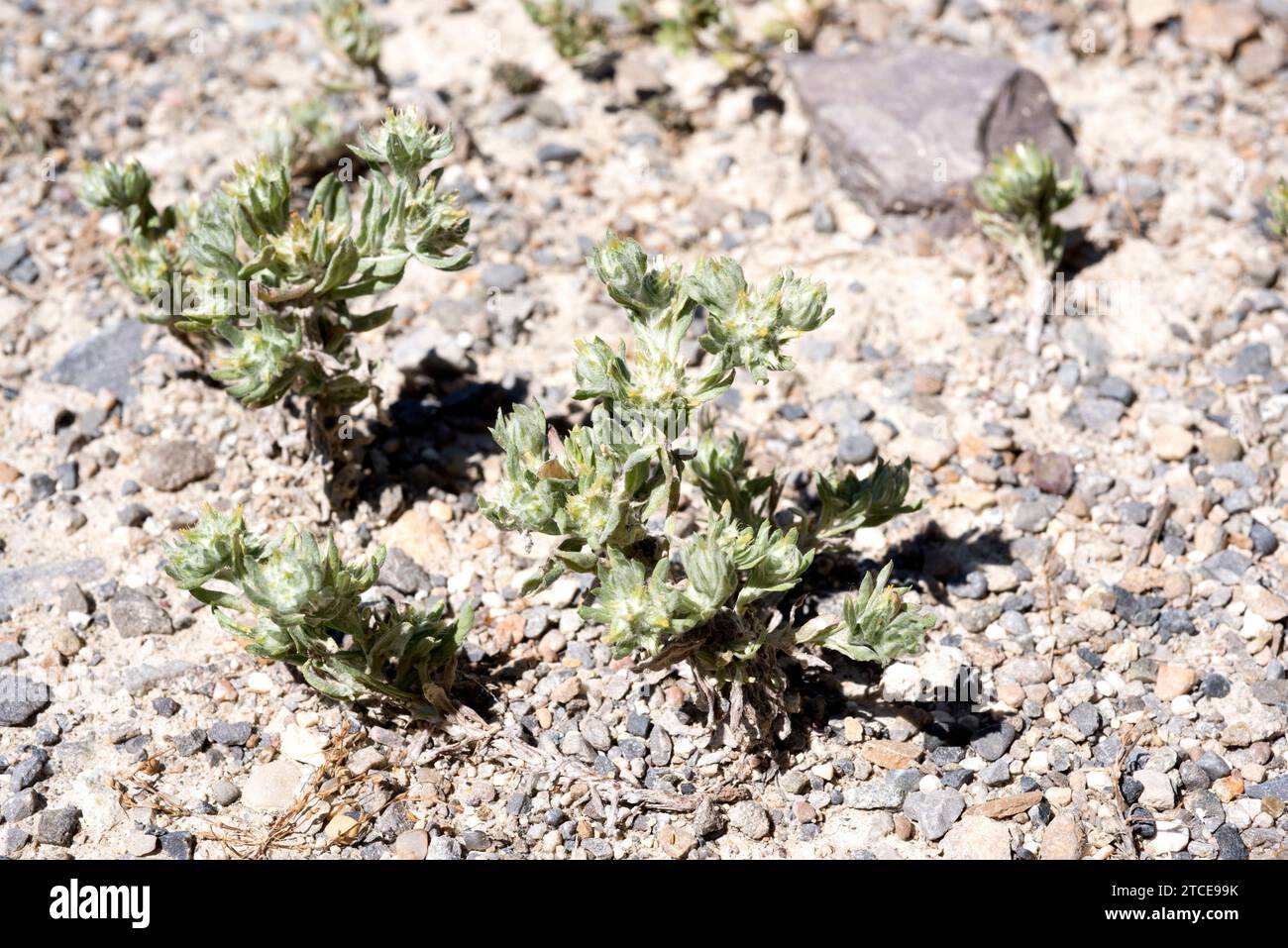 Broadleaf cottonrose (Filago pyramidata) is an annual plant native to ...