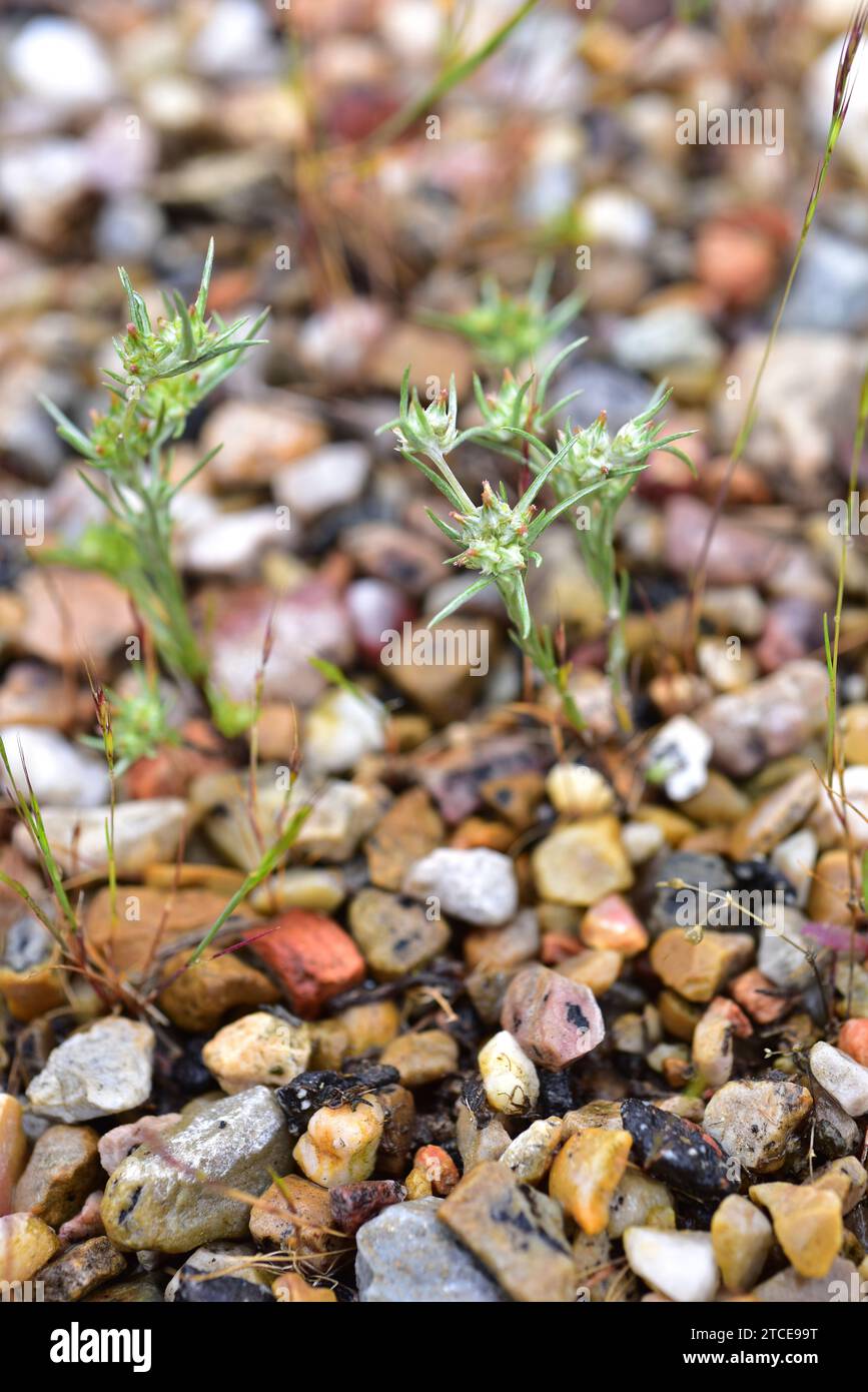 Broadleaf cottonrose (Filago pyramidata) is an annual herb native to ...