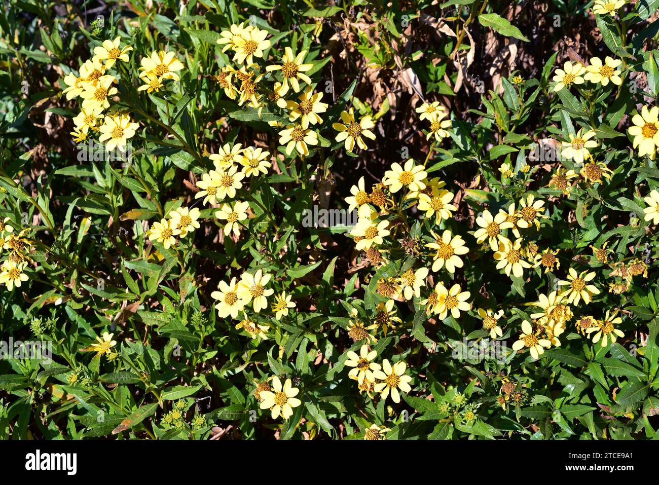 Maravilla del campo (Flourensia thurifera) is an evergreen shrub ...