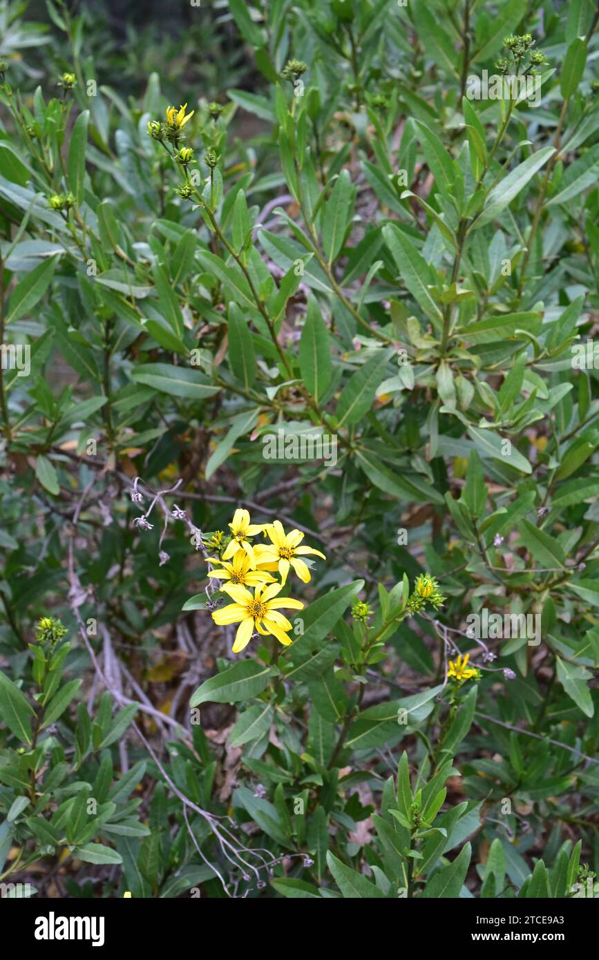 Maravilla del campo (Flourensia thurifera) is an evergreen shrub ...