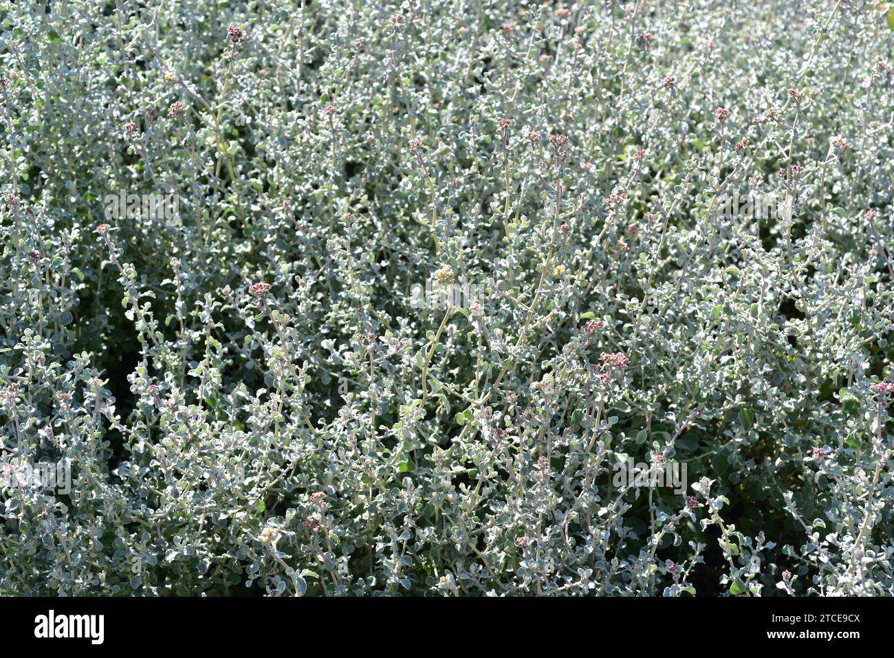 Helichrysum crispum is an evergreen shrub native to South Africa ...