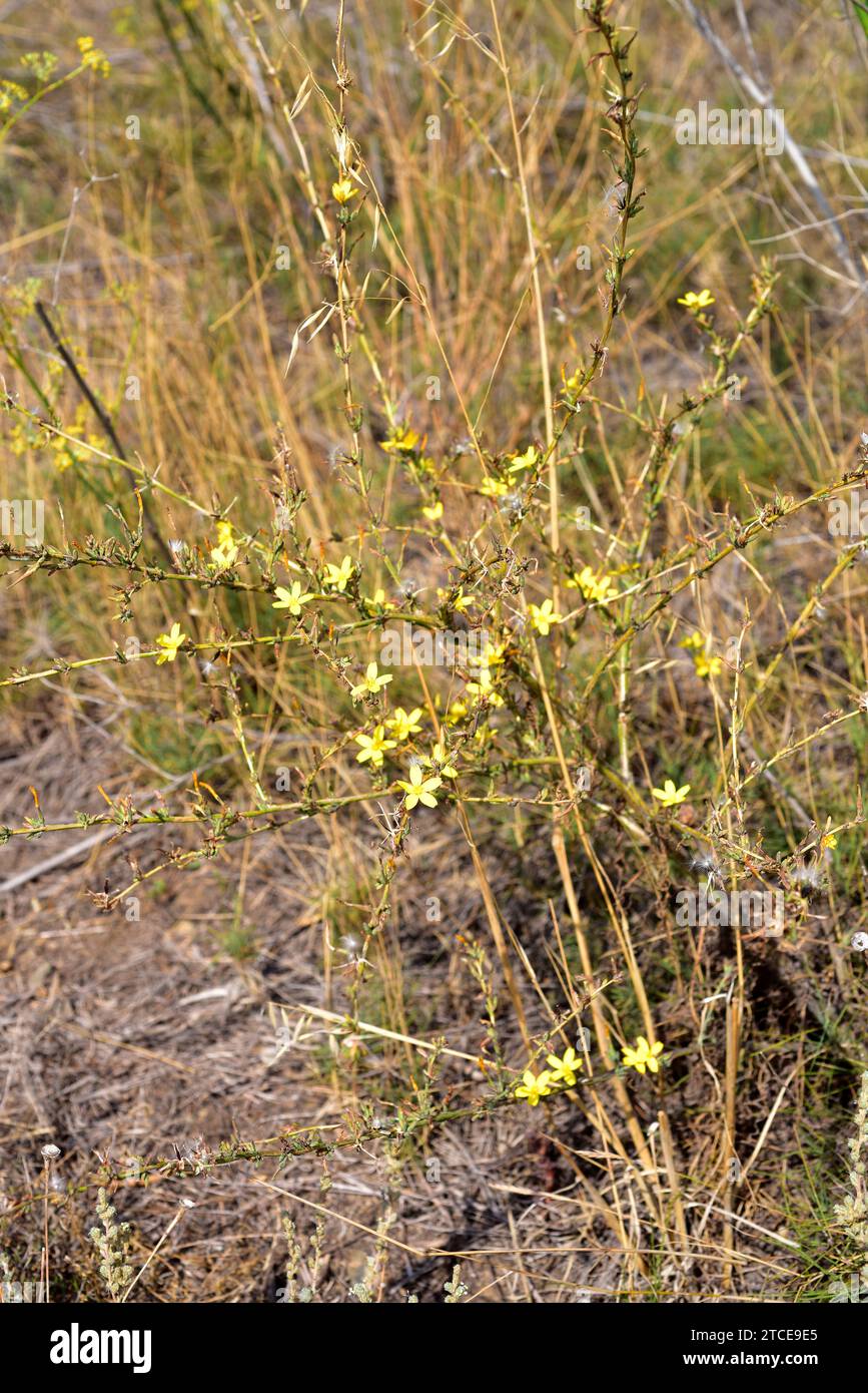 Prickly lettuce (Lactuca serriola) is an annual or biennial plant ...