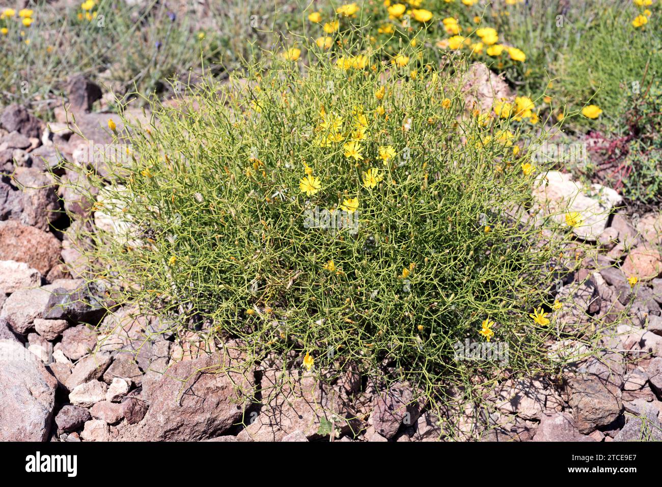 Pendeja (Launaea lanifera) is a spiny shrub native to southeastern ...