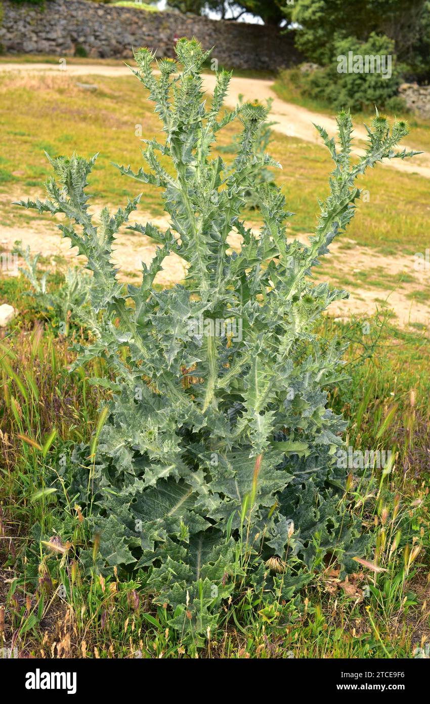 Cotton thistle (Onopordum acanthium) is a biennial medicinal plant ...