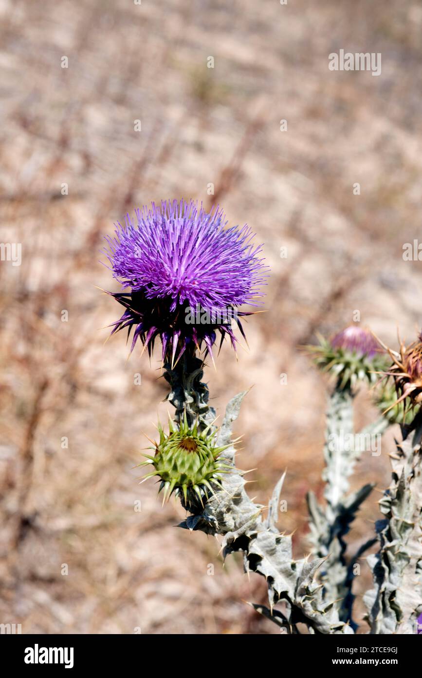 Cardo borriquero (Onopordum macracanthum) is a biennial spiny plant ...