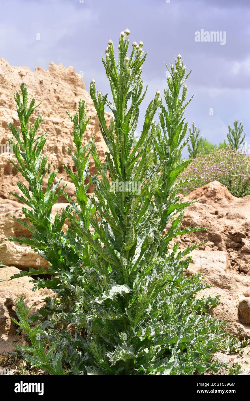 Cardo gigante (Onopordum nervosum) is a biennial spiny plant native to ...