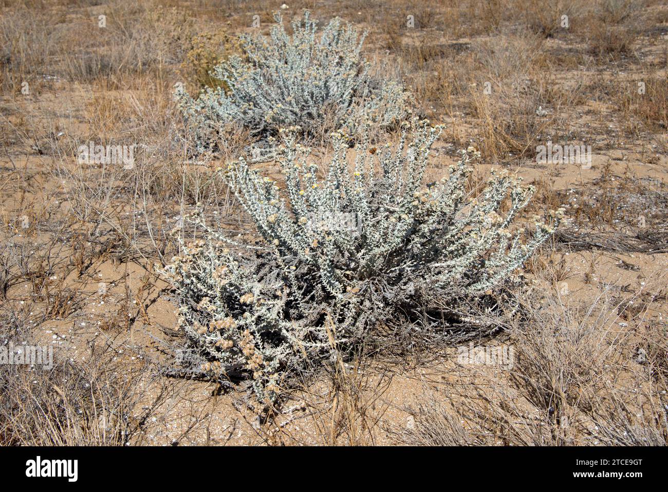 Cotton weed plant (Otanthus maritimus or Achillea maritima) is a ...