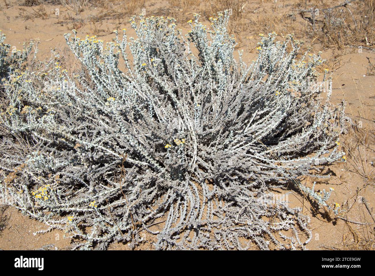 Cotton weed plant (Otanthus maritimus or Achillea maritima) is a ...