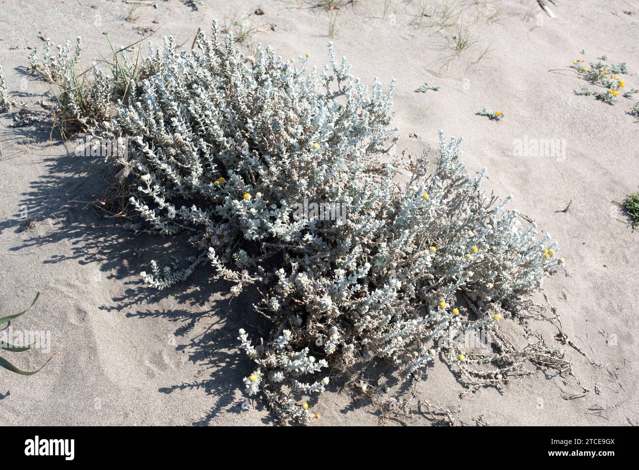 Cotton weed plant (Otanthus maritimus or Achillea maritima) is a ...
