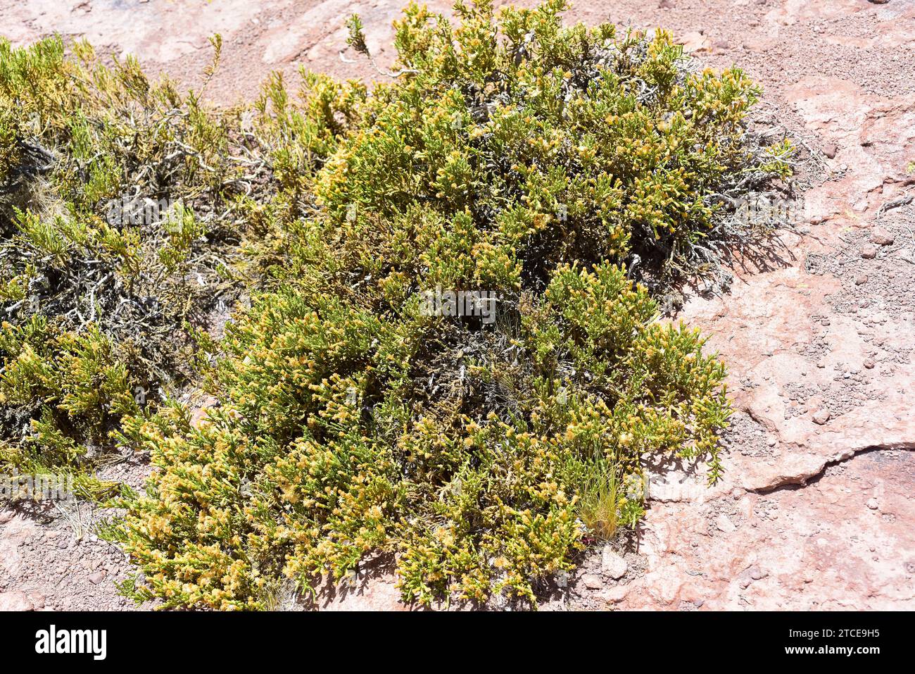 Parastrephia quadrangularis hi-res stock photography and images - Alamy