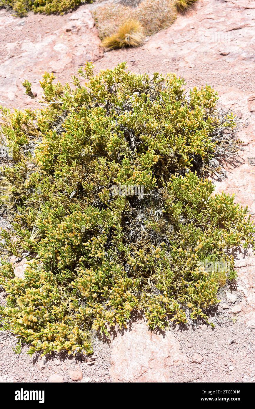 Parastrephia quadrangularis hi-res stock photography and images - Alamy