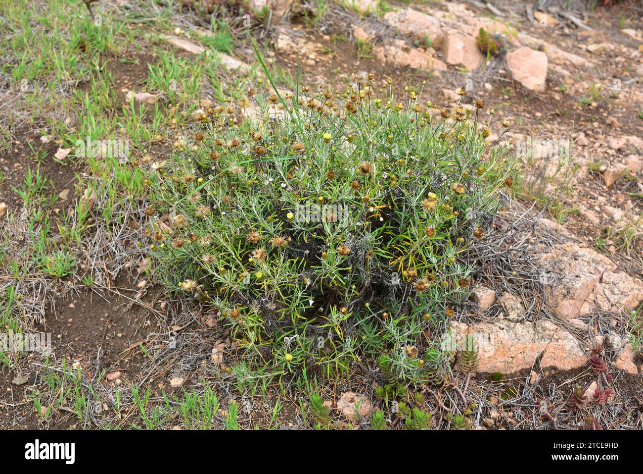 Manzanilla yesquera (Phagnalon saxatile) is a small shrub native to ...