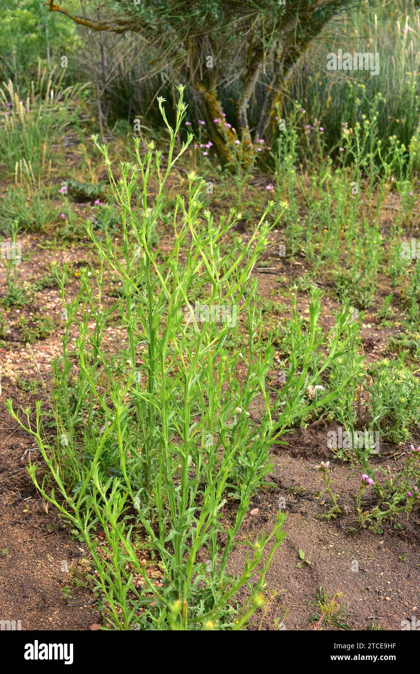 Cabeza de pollo hi-res stock photography and images - Alamy