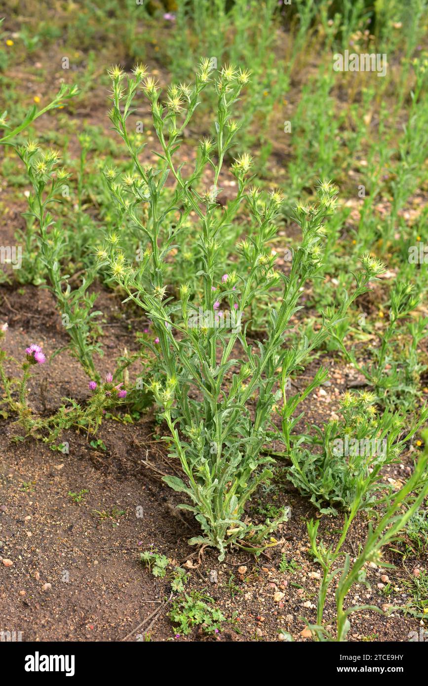 Cabeza de pollo (Picnomon acarna or Cirsium acarna) is an annual plant ...