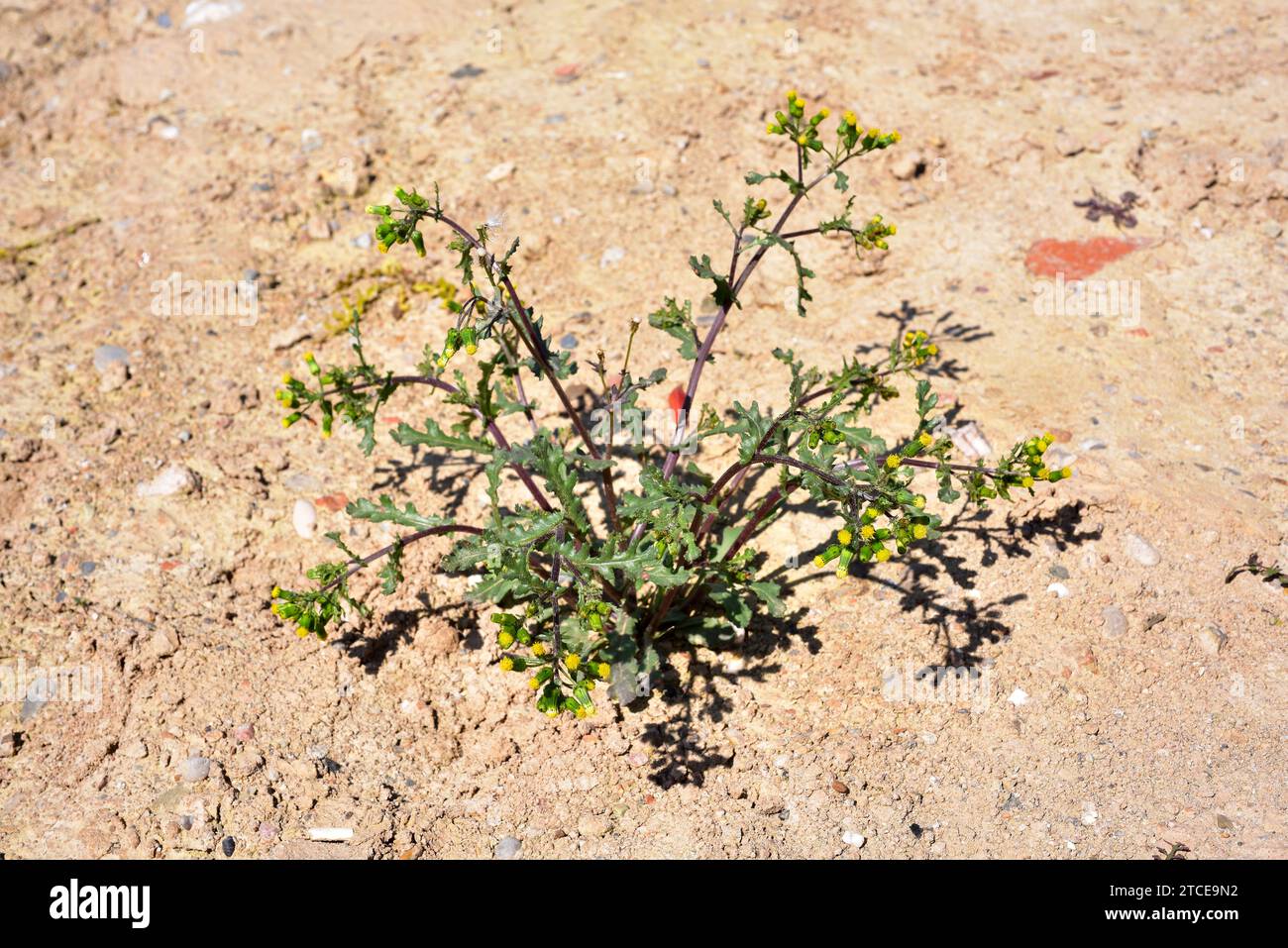 Groundsel (Senecio vulgaris) is an annual plant native to Eurasia and ...