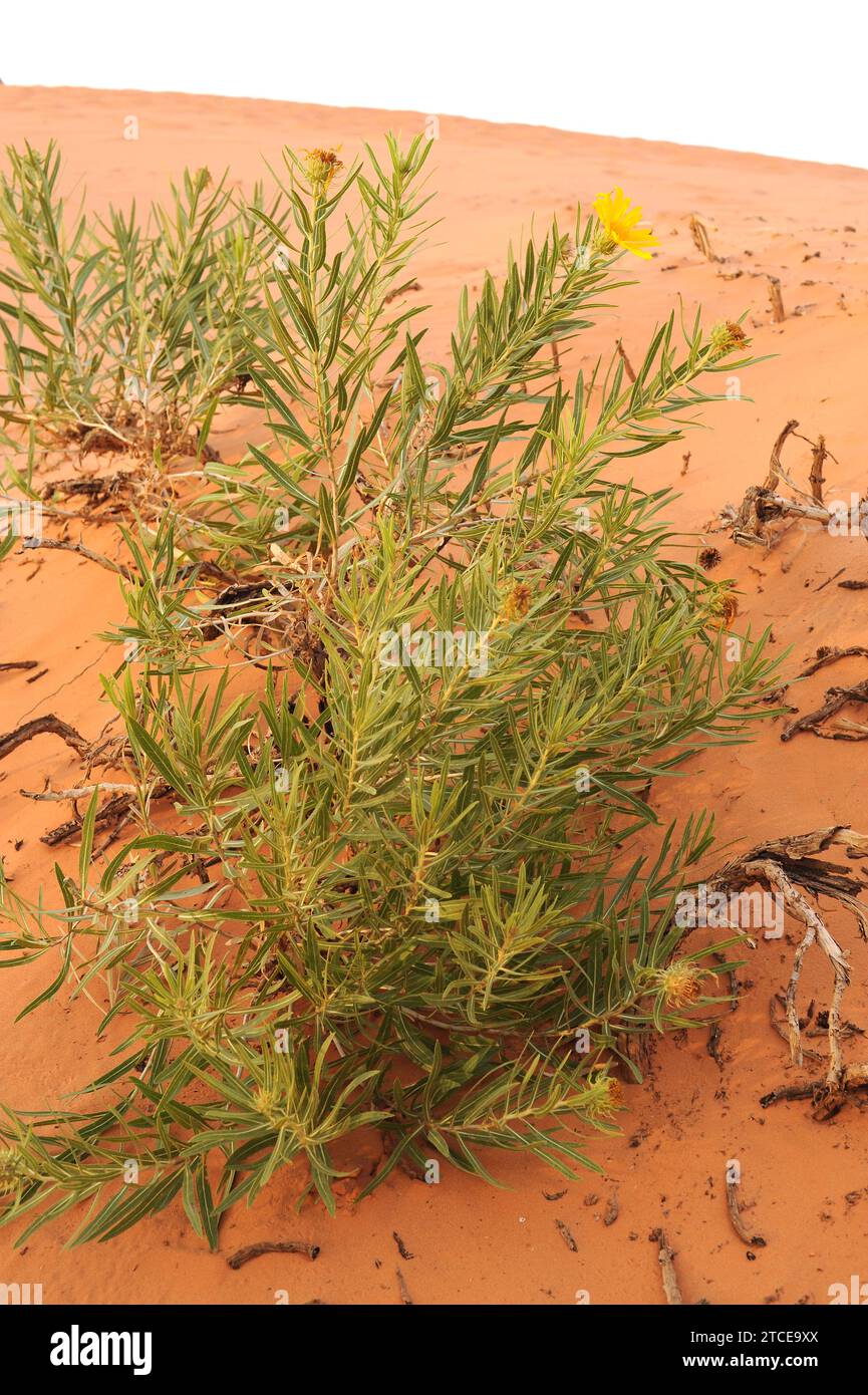 Mules ears flowers hi-res stock photography and images - Alamy