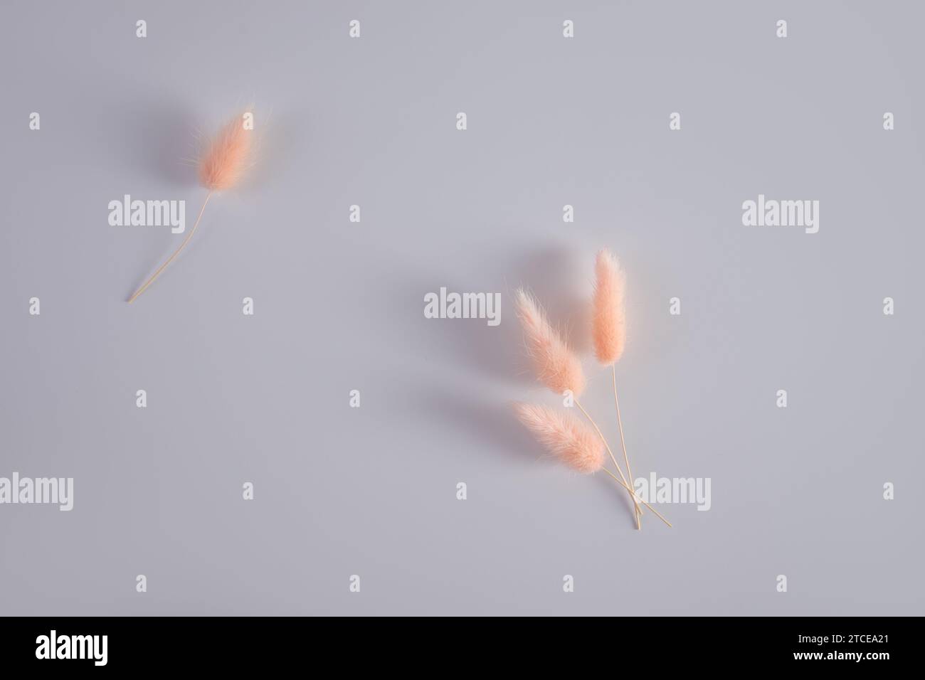 Fluffy spikes of natural dry plant hare tail peach color on gray ...