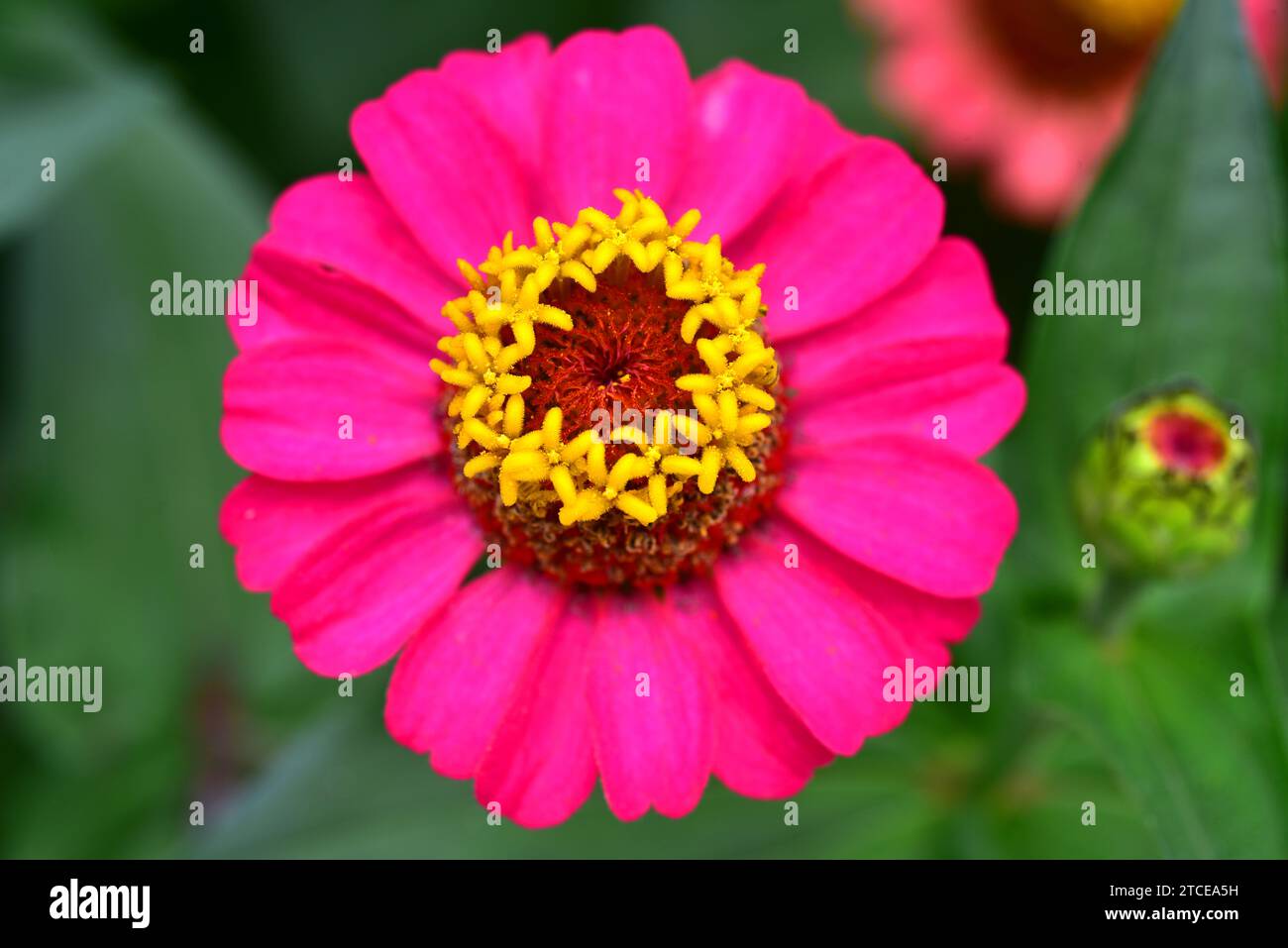 Flor de papel (Zinnia elegans) is an annual ornamental plant native to ...