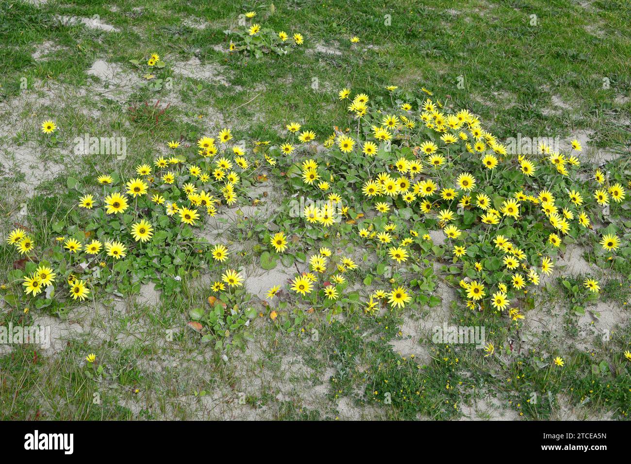 Capeweed (Arctotheca calendula) is an annual or perennial herb native ...