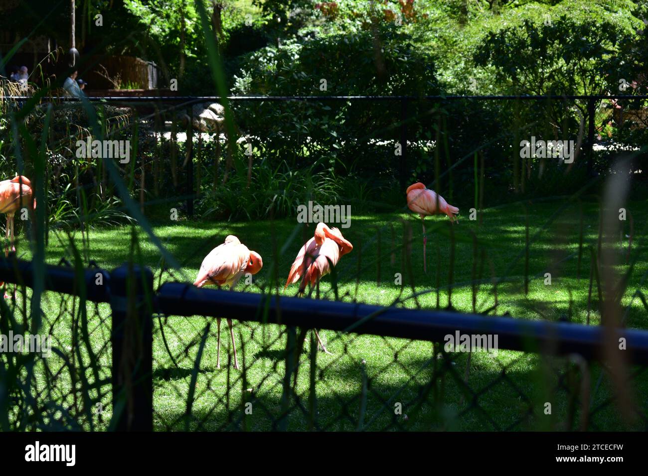 Pink flamingos grooming themselves in the sunlight seen between grass ...