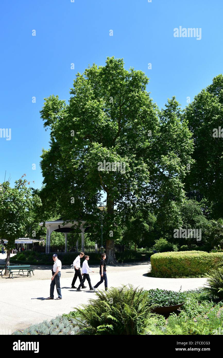 Large tree with lush green foliage standing on the Flamingo Square in ...