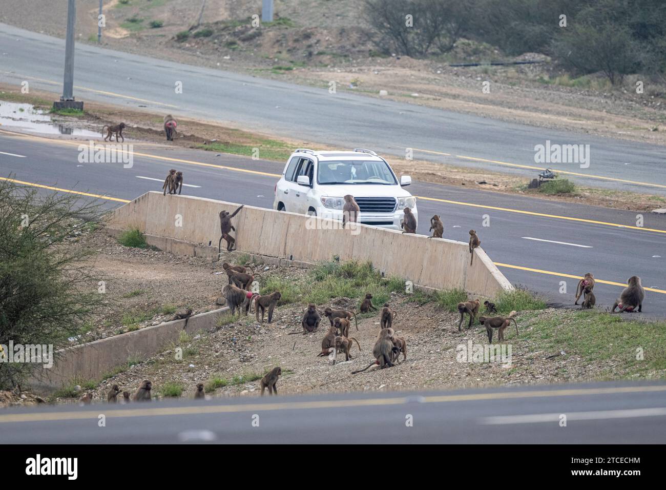 Herd of monkeys waiting for food near the road in the Asir Mountains in ...