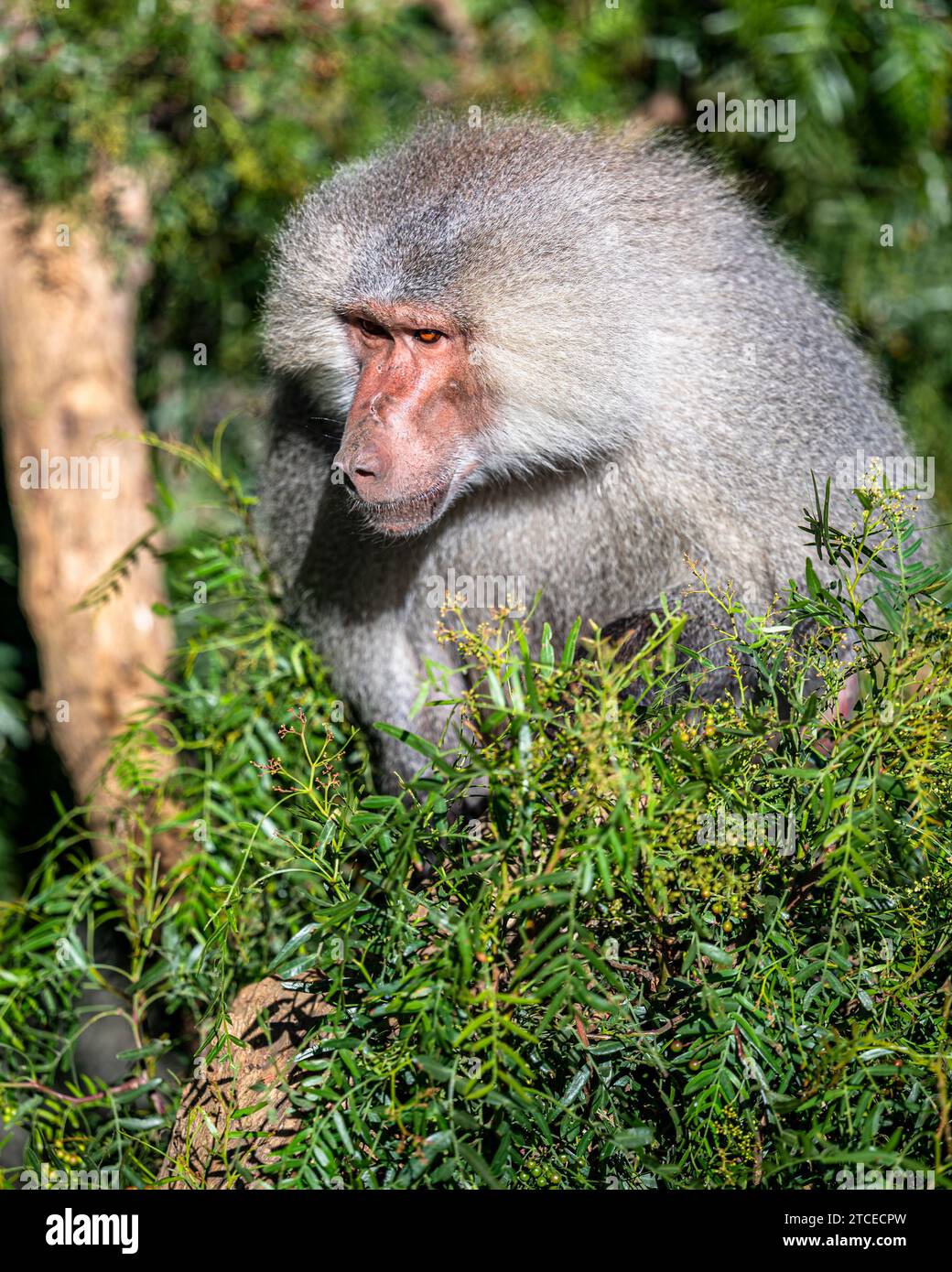 Hamadryas baboon, Papio hamadryas, in the Asir Mountains in Saudi ...