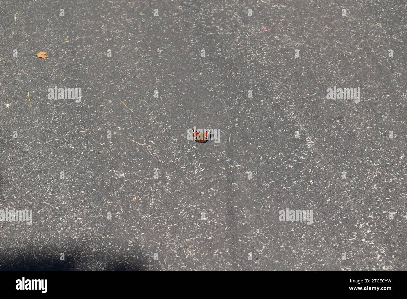 European peacock butterfly in the sunlight on a sandy asphalt road in ...