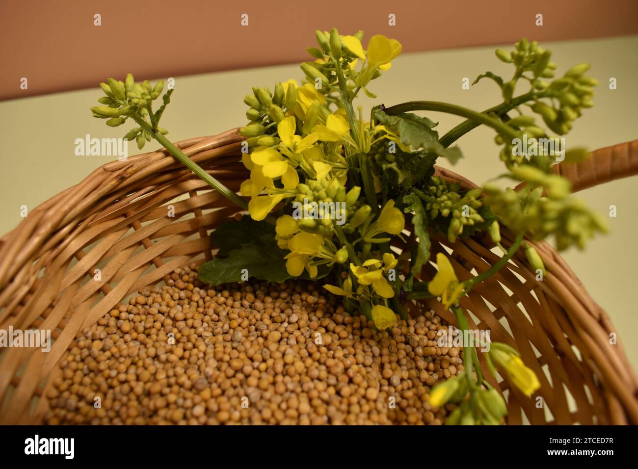 The parable of the mustard seed hi-res stock photography and images - Alamy