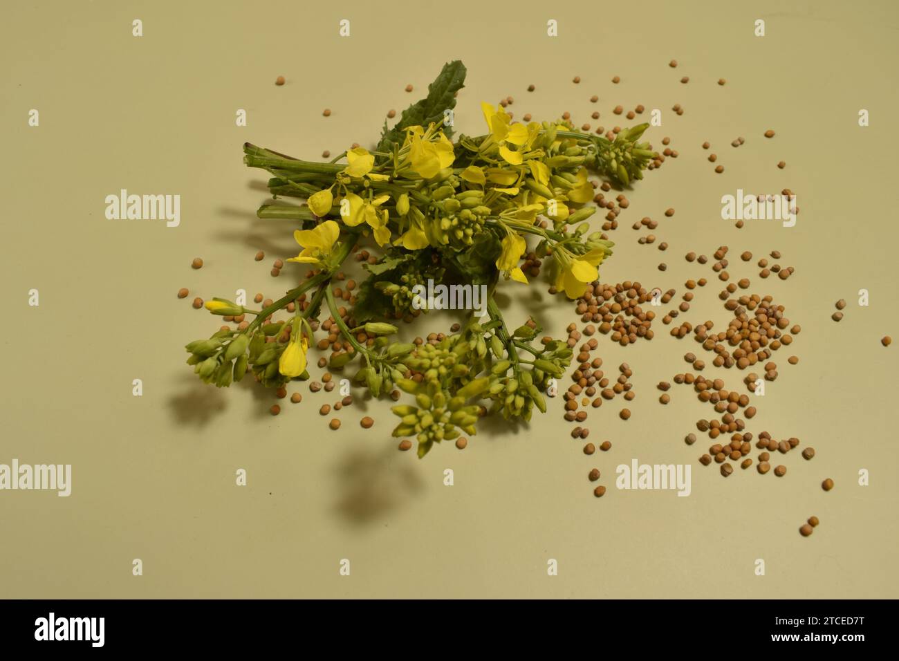 The parable of the mustard seed hi-res stock photography and images - Alamy