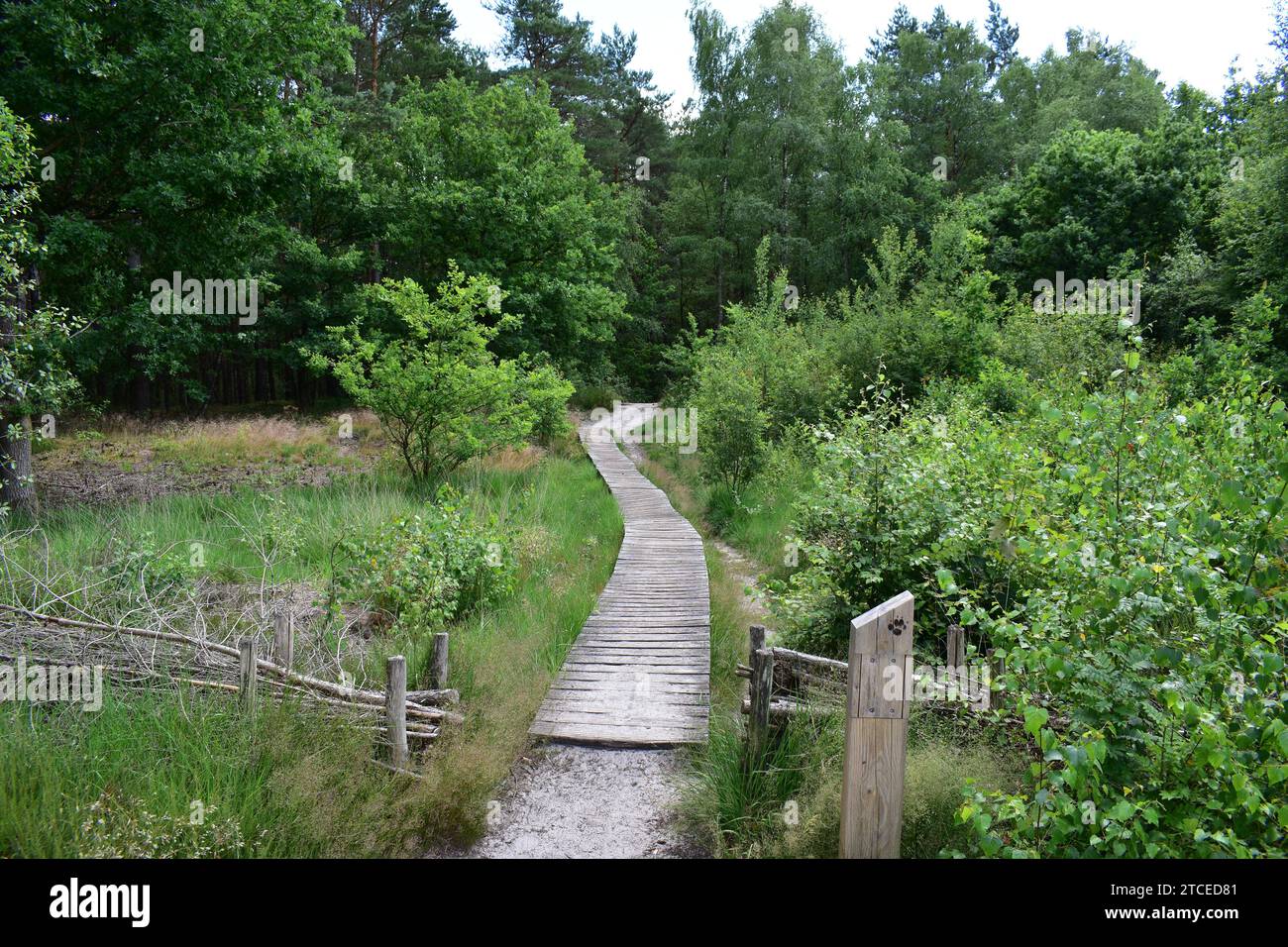 Path with elevated wooden planks connecting a sandy hiking trail in the ...