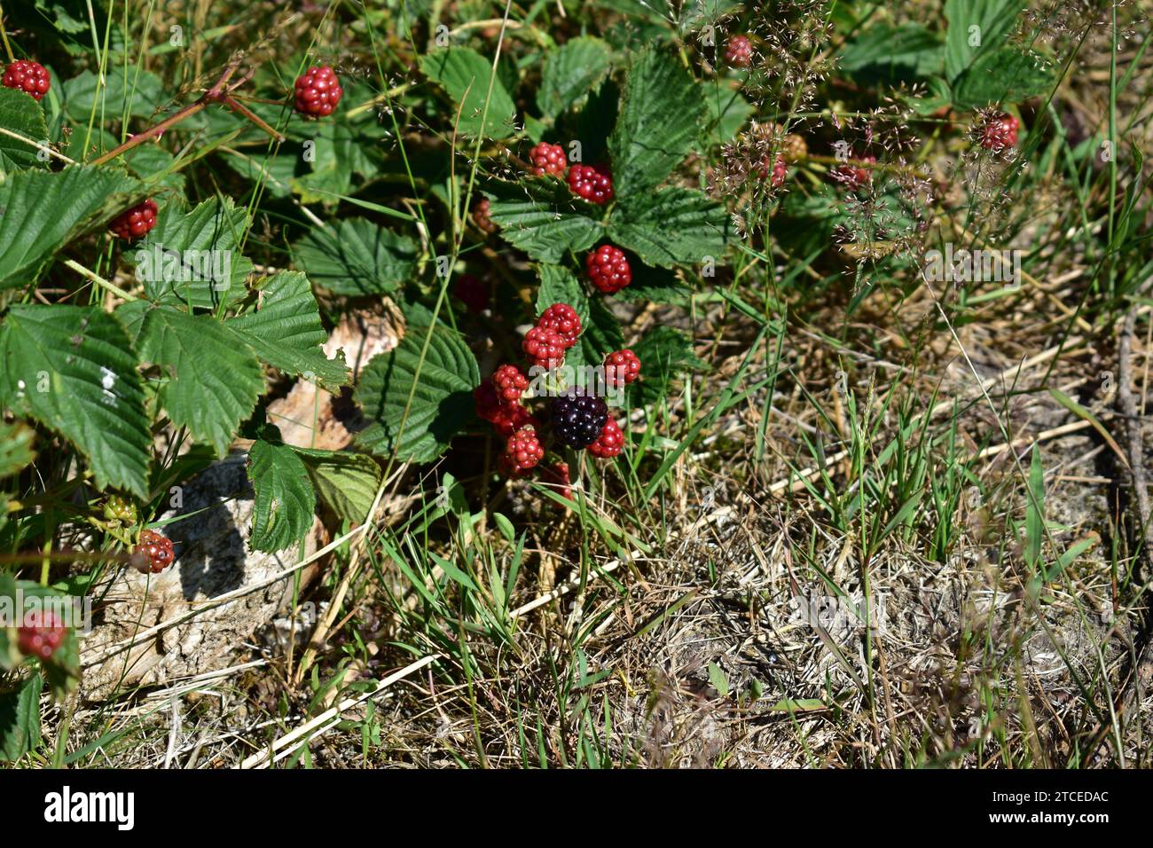 Red edible fruits hi-res stock photography and images - Alamy