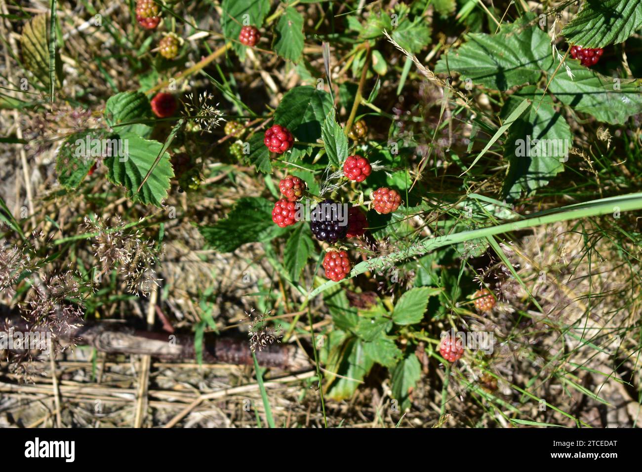 Close up broken red hi-res stock photography and images - Alamy