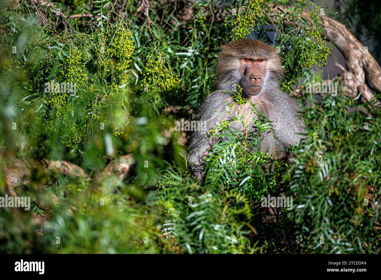 Hamadryas baboon, Papio hamadryas, in the Asir Mountains in Saudi ...