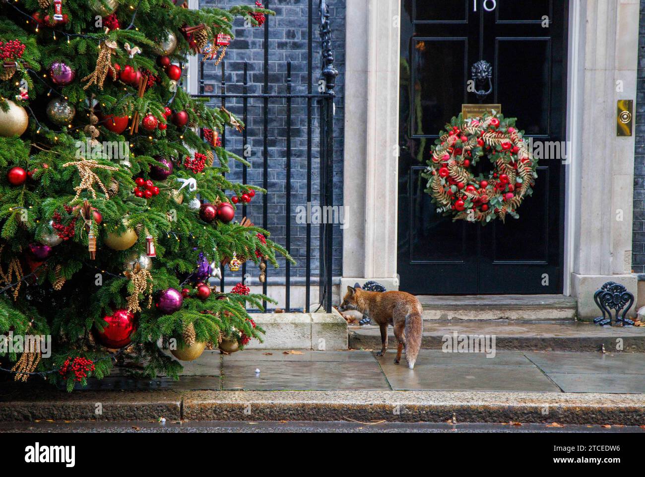 London, UK. 12th Dec, 2023. A fox by the Number 10 Christmas tree at ...