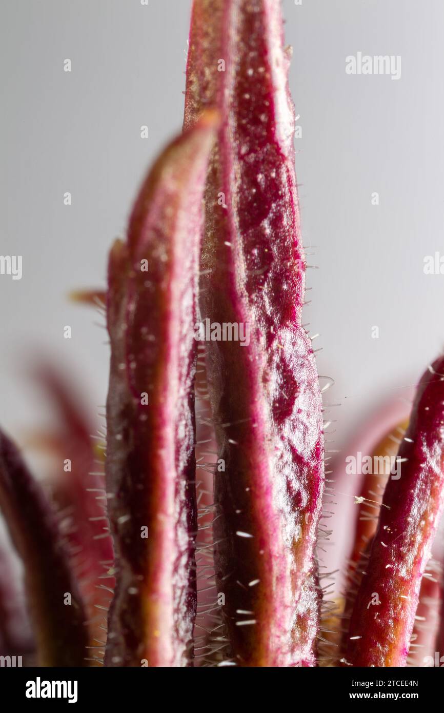 Plant phenology, the alchemy of spring. European elder (Sambucus nigra ...